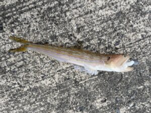 【釣りの外道！】エソの特徴や生態、料理方法について解説！【食べると意外と美味しい！】 – とあ浜