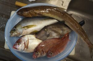 【釣りの外道！】エソの特徴や生態、料理方法について解説！【食べると意外と美味しい！】 – とあ浜